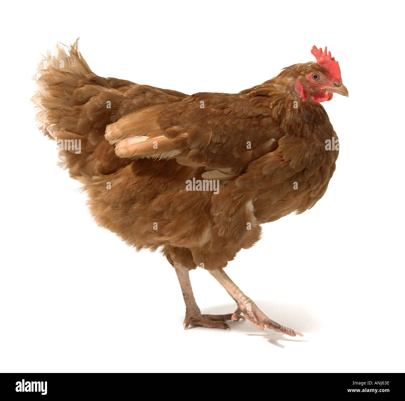 Red hen hi-res stock photography and images - Alamy