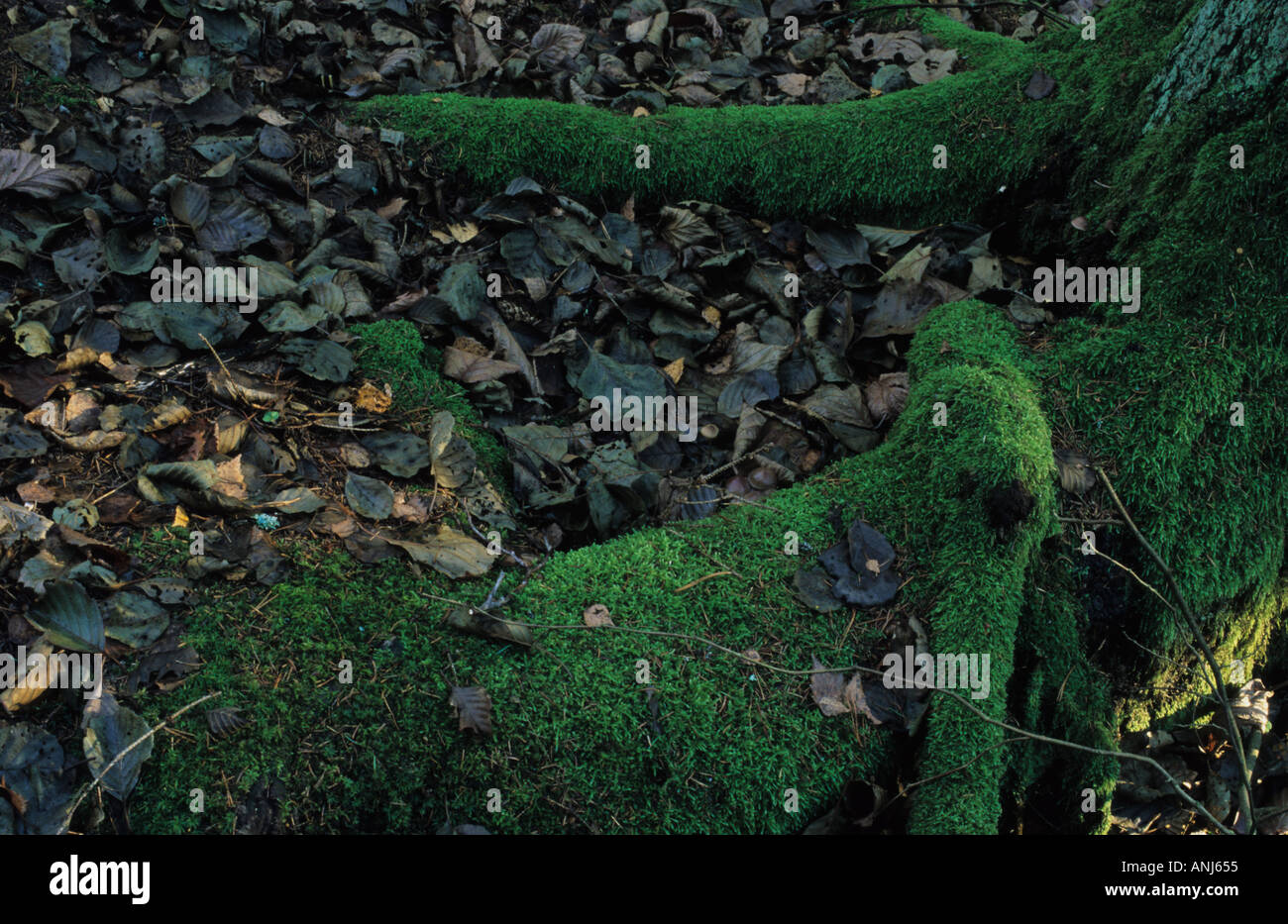 Tree in Swedish forest Stock Photo - Alamy
