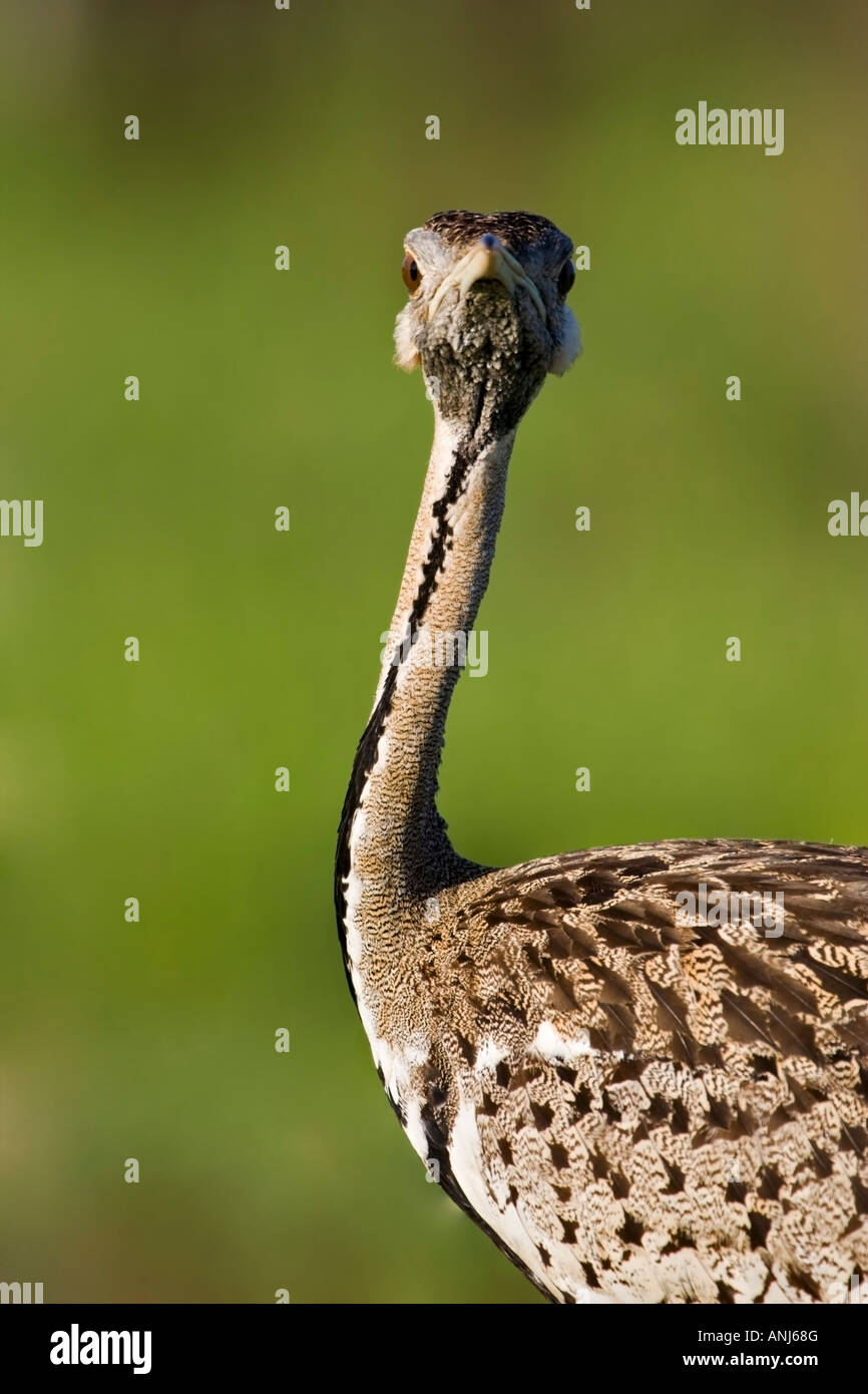 Black bellied korhaan Stock Photo - Alamy