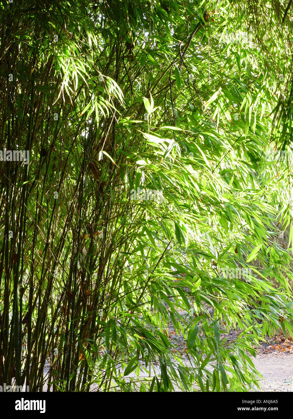 Phyllostachys aurea hi-res stock photography and images - Alamy