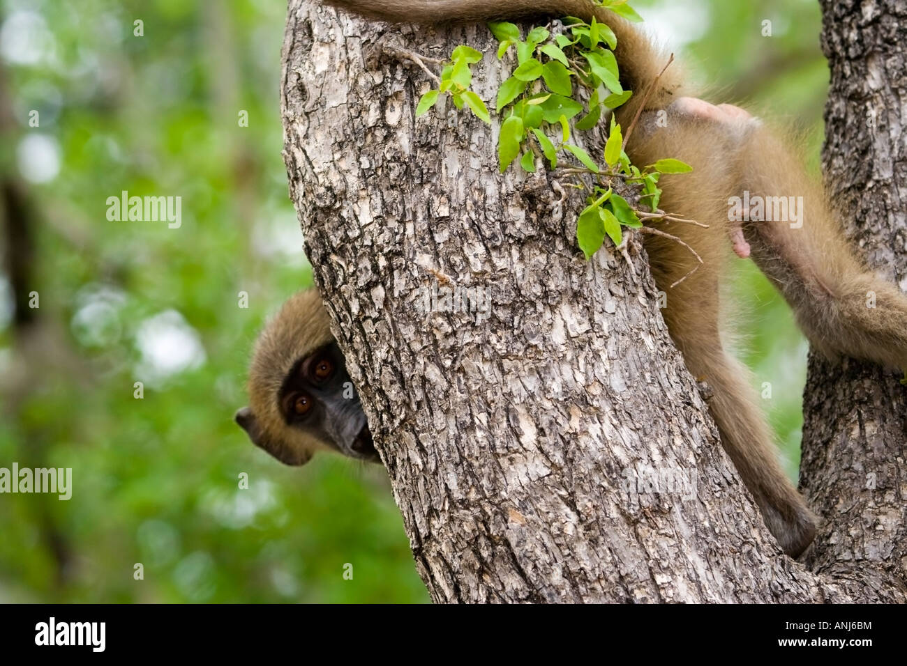 Hide of a monkey hi-res stock photography and images - Alamy