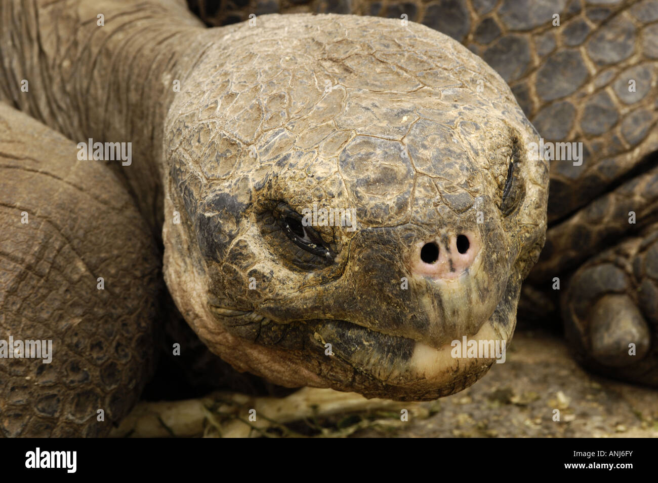 Tortoise eye hi-res stock photography and images - Alamy