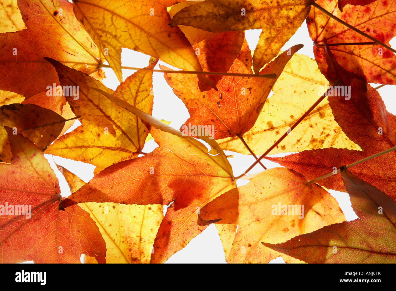 Backlit autumn leaves Stock Photo - Alamy