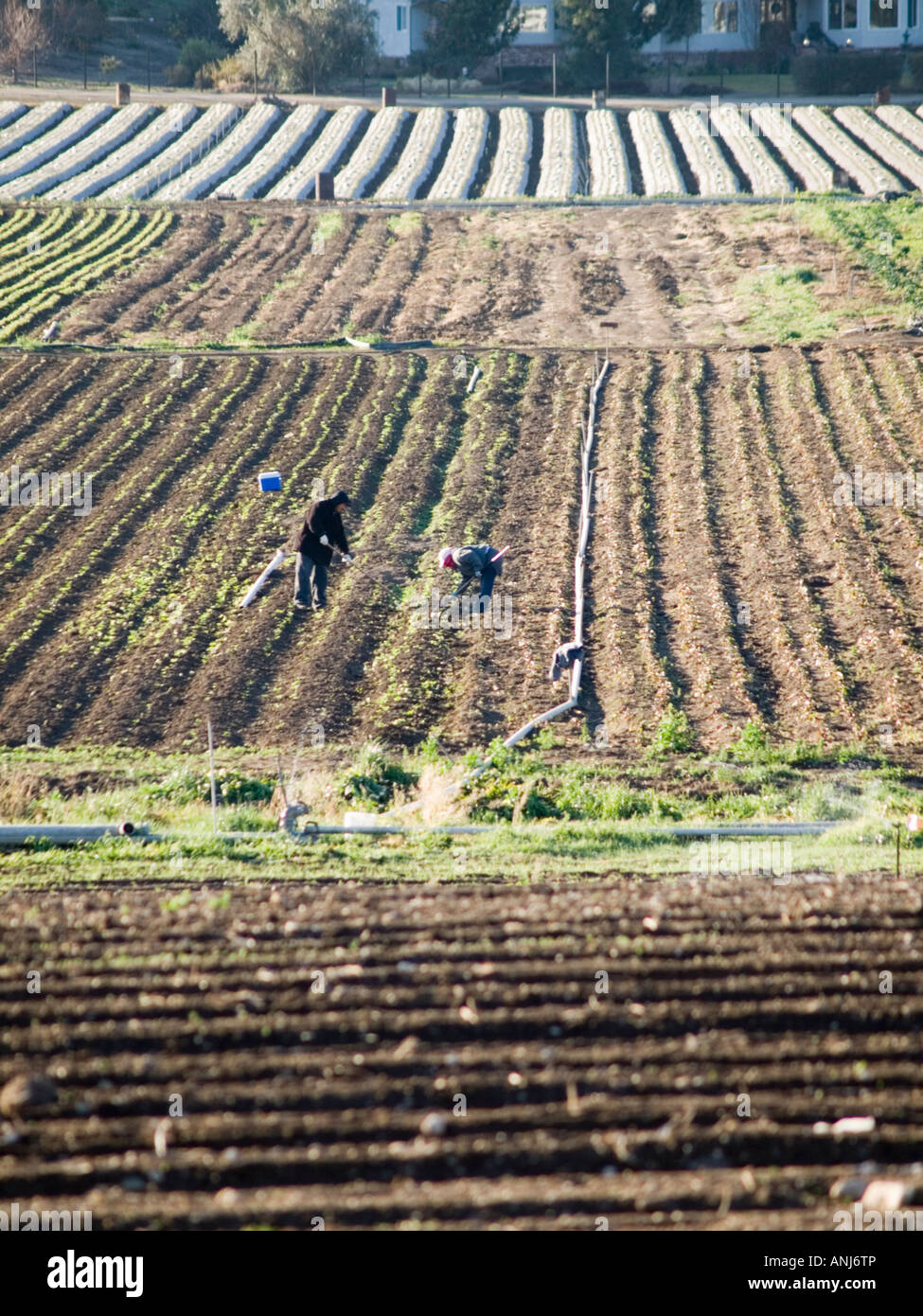 Farm fields at sunrise Stock Photo - Alamy