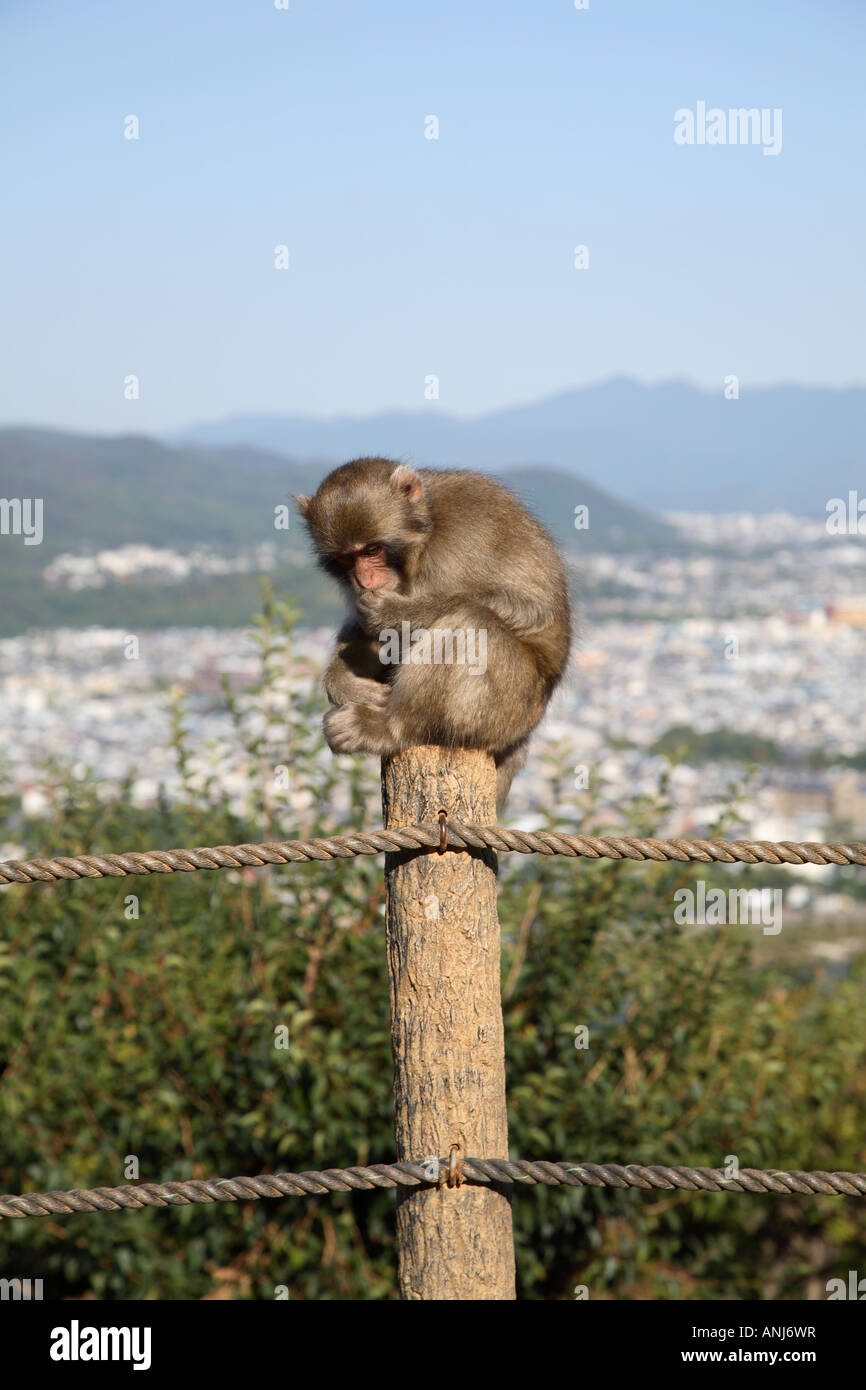 Iwatayama Monkey Park, Kyoto, Japan Stock Photo - Alamy