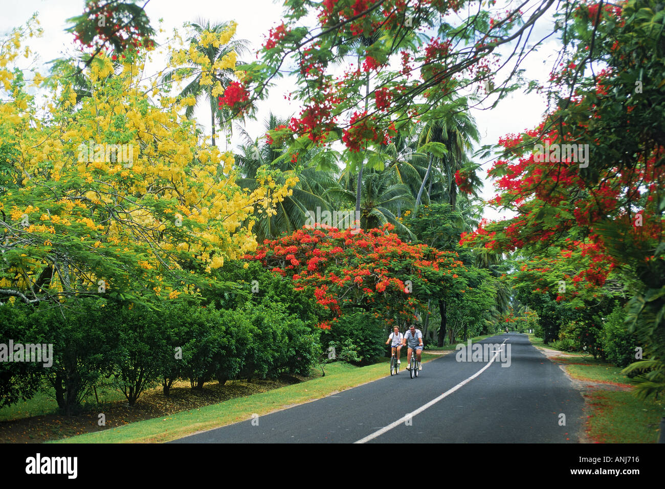 Riding bicycles around Rarotonga Island with flame trees in Cook ...
