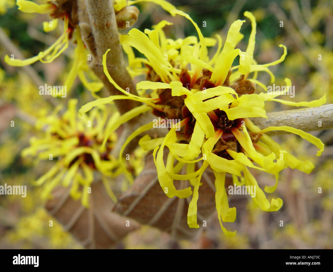 Hamamelis x intermedia Pallida Stock Photo - Alamy