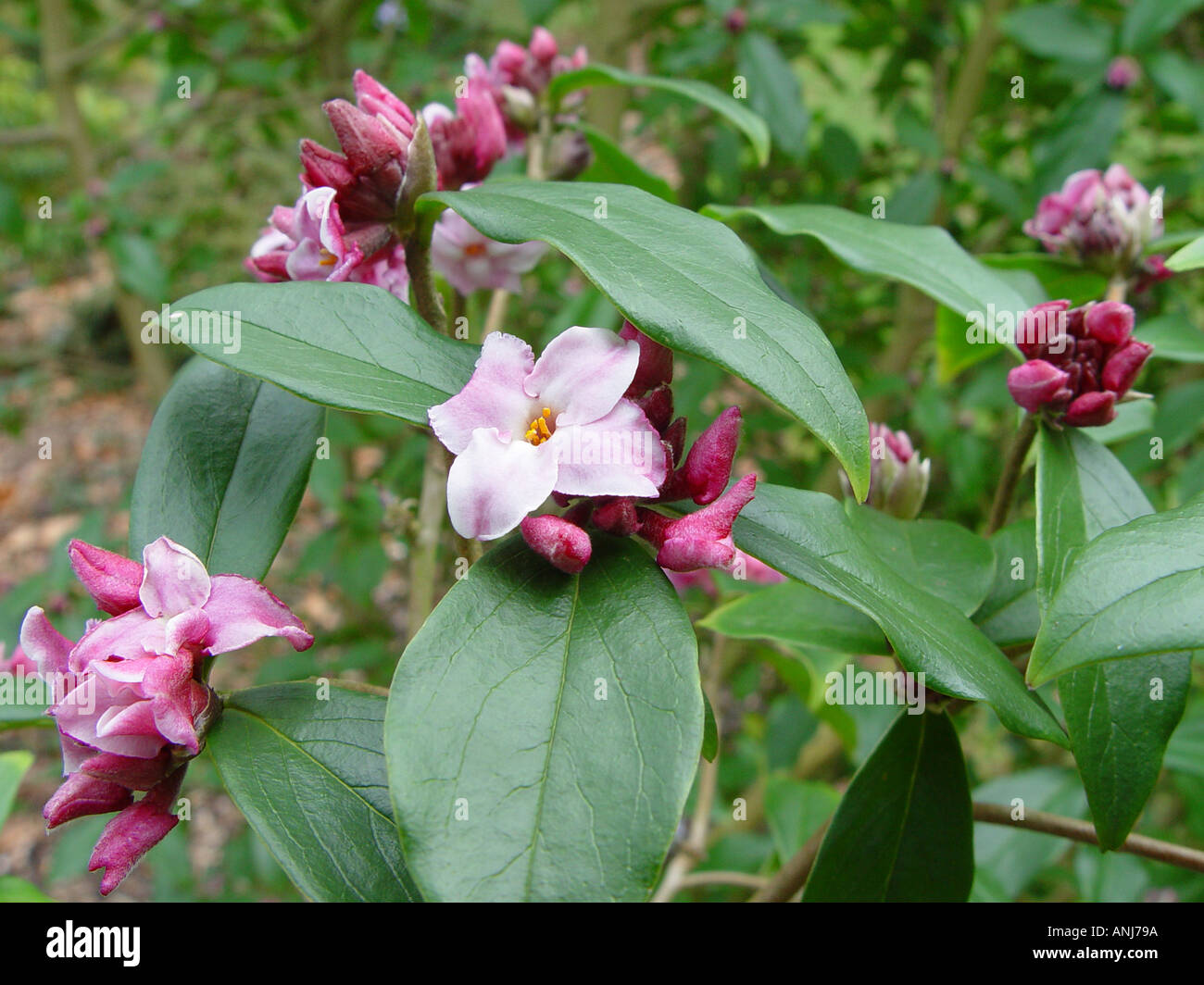 Daphne bholua Peter Smithers Stock Photo - Alamy