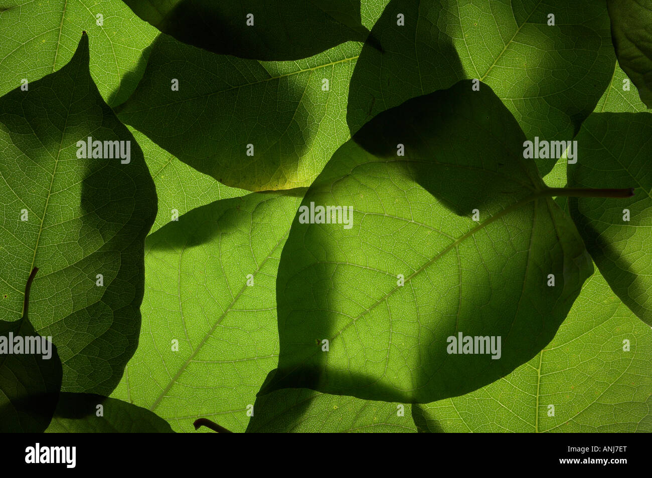 Backlit green leaves Stock Photo - Alamy