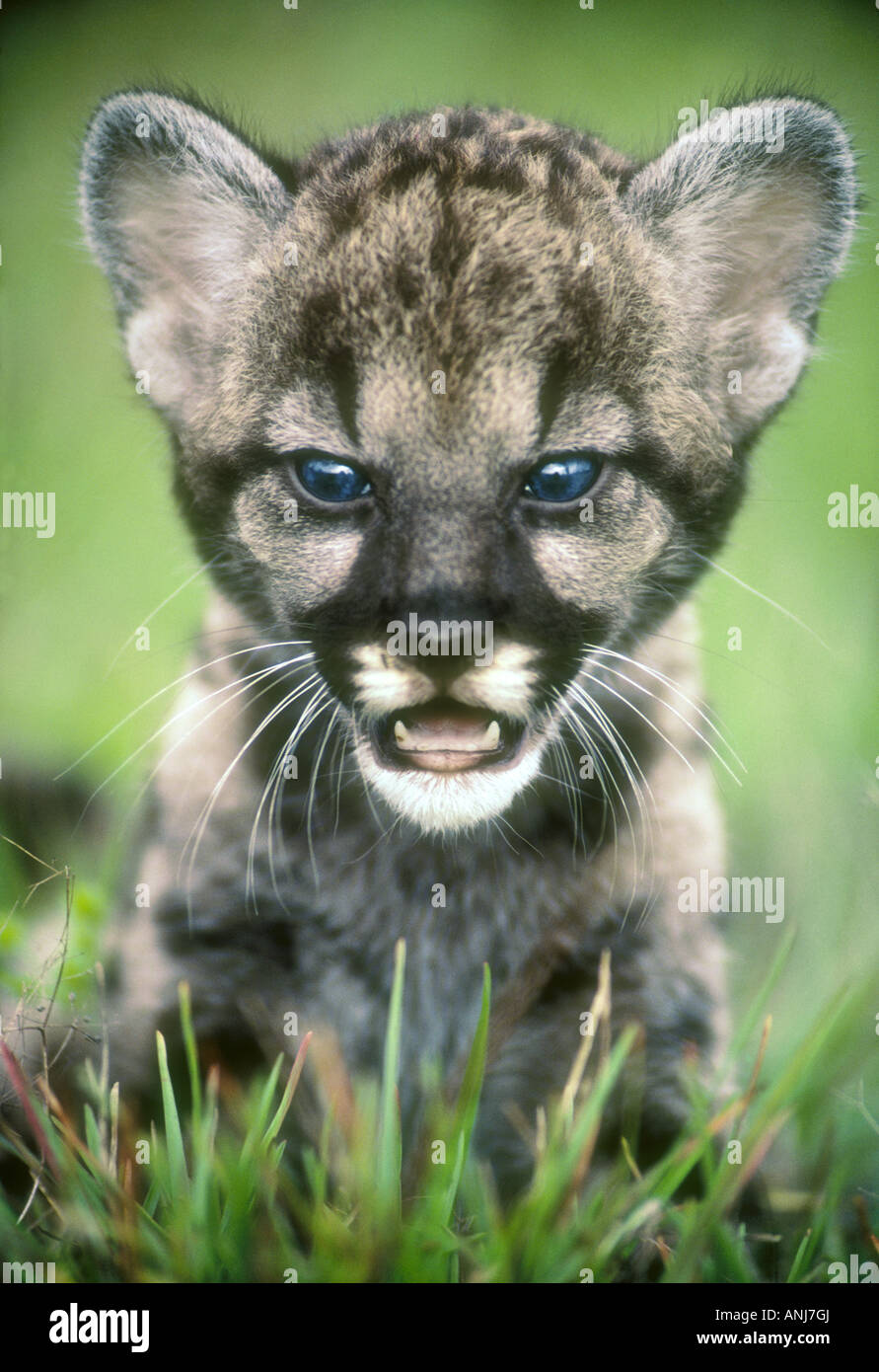8 week old captive Florida Panther cub felis concolor coryi Stock Photo ...