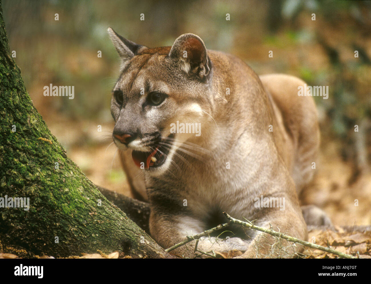Captive Florida Panther female felis concolor coryi Stock Photo - Alamy
