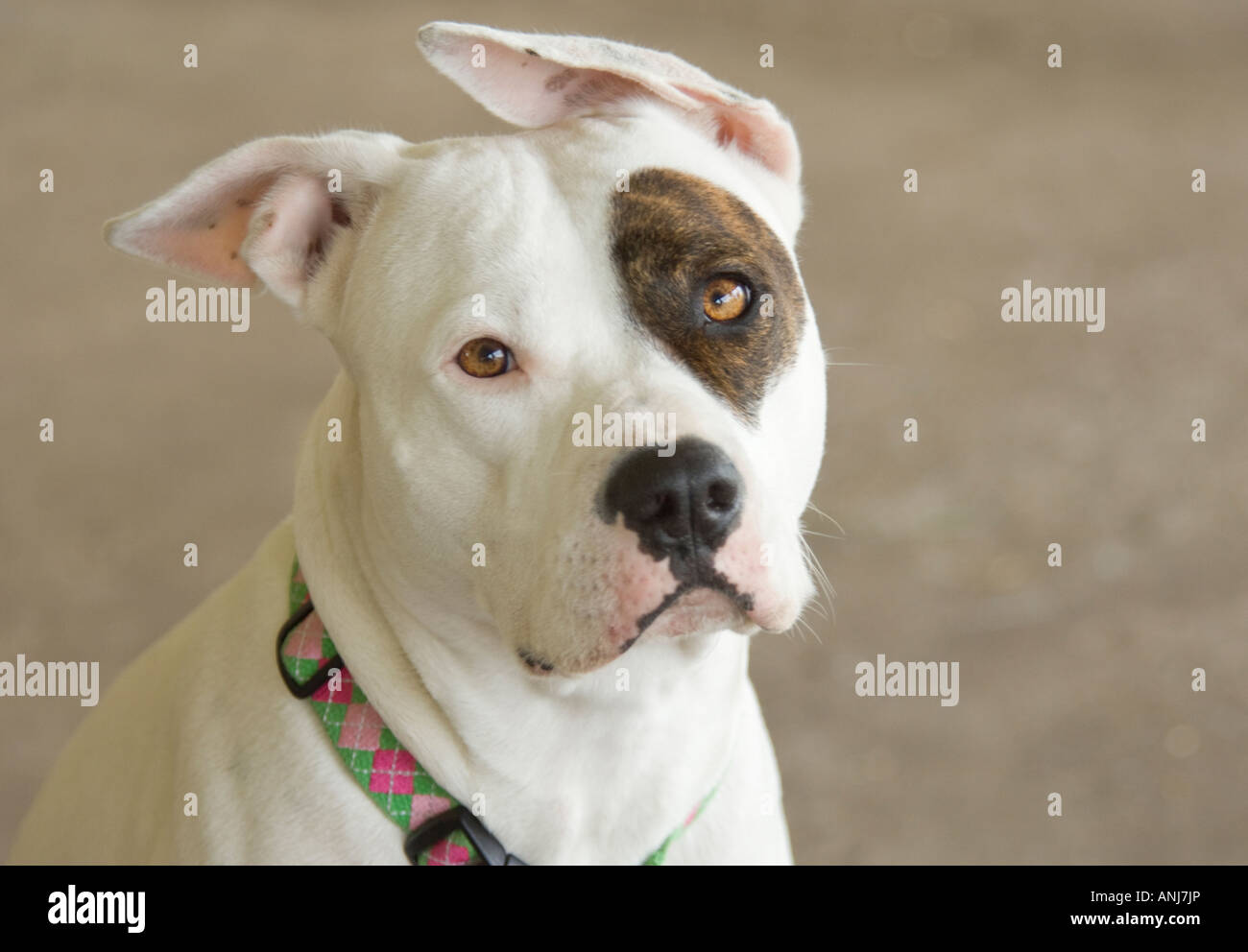 Bulldog with floppy ear and black eye lies on floor Stock Photo - Alamy