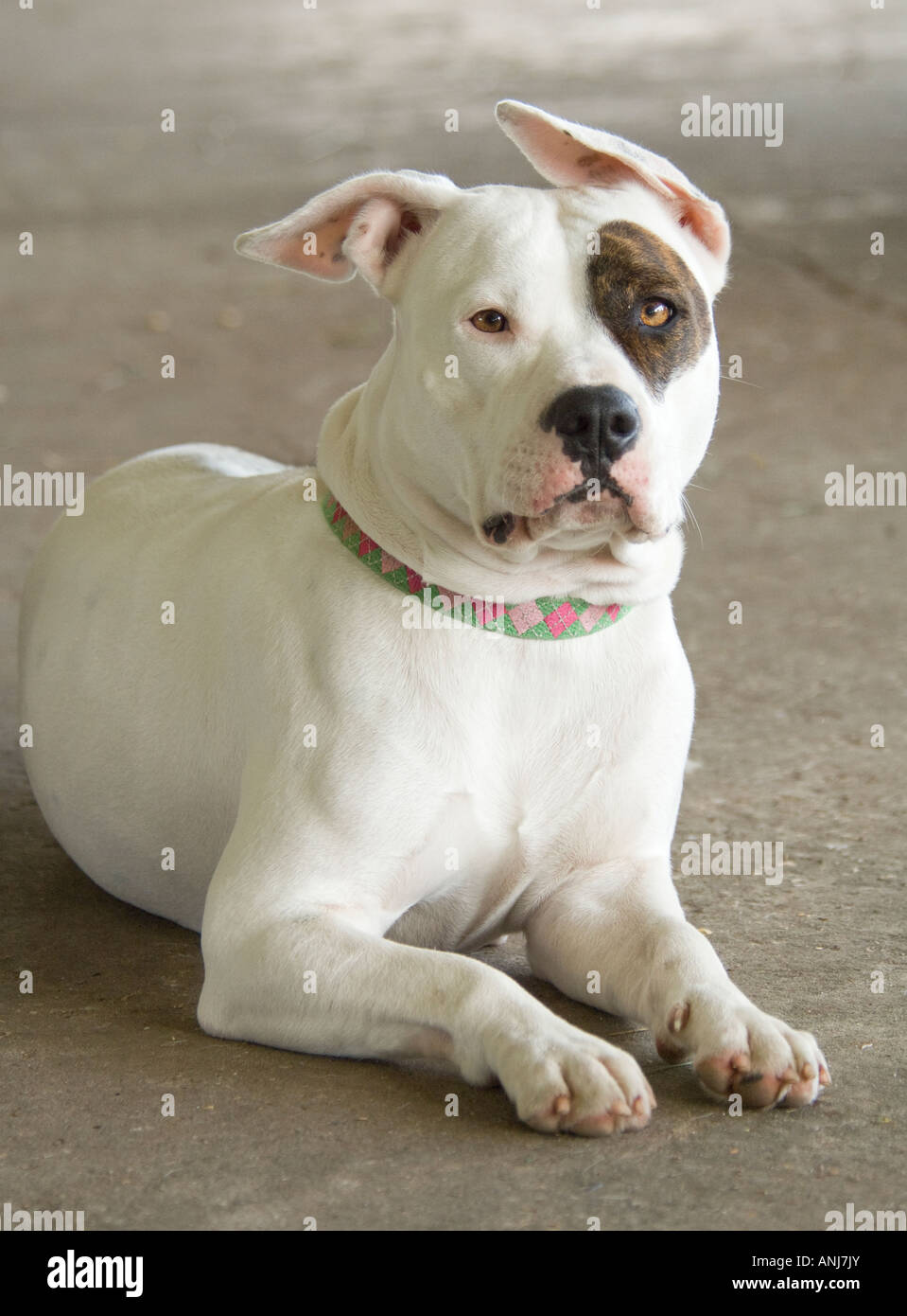 Bulldog with floppy ear and black eye lies on floor Stock Photo - Alamy