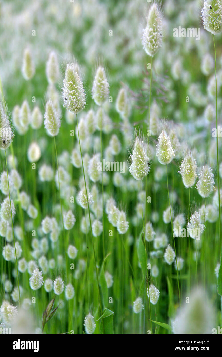 wild fluffy flowers Stock Photo - Alamy