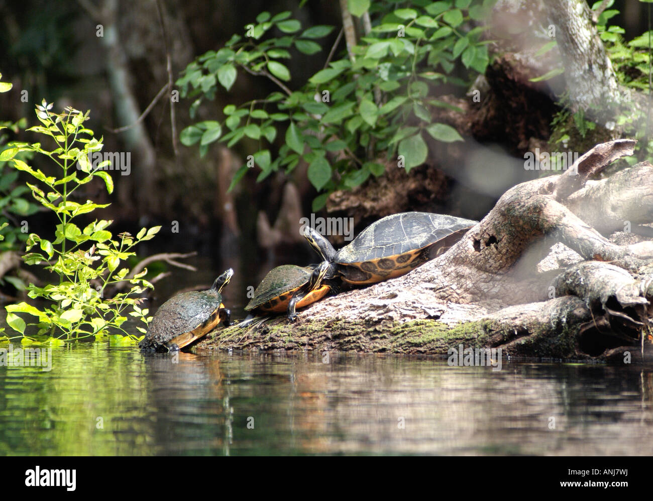 Yellow Ear Slider turtles basking on river bank, Silver River State ...