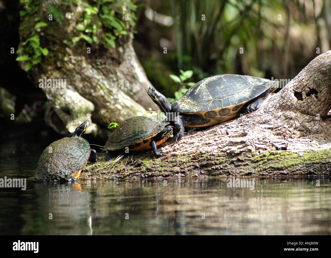 Yellow Ear Slider turtles basking on river bank, Silver River State ...