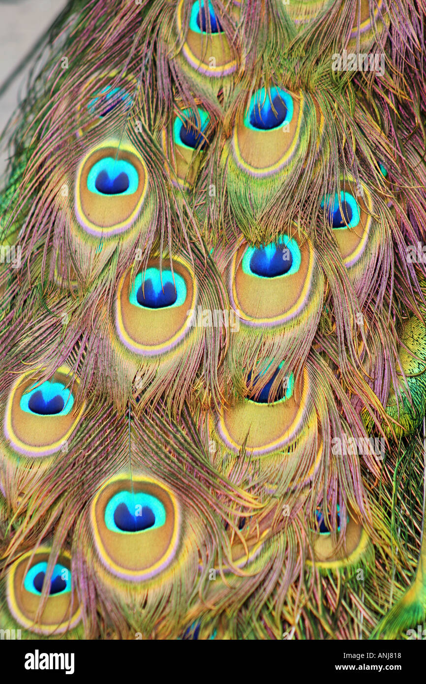 Feathers hi-res stock photography and images - Alamy