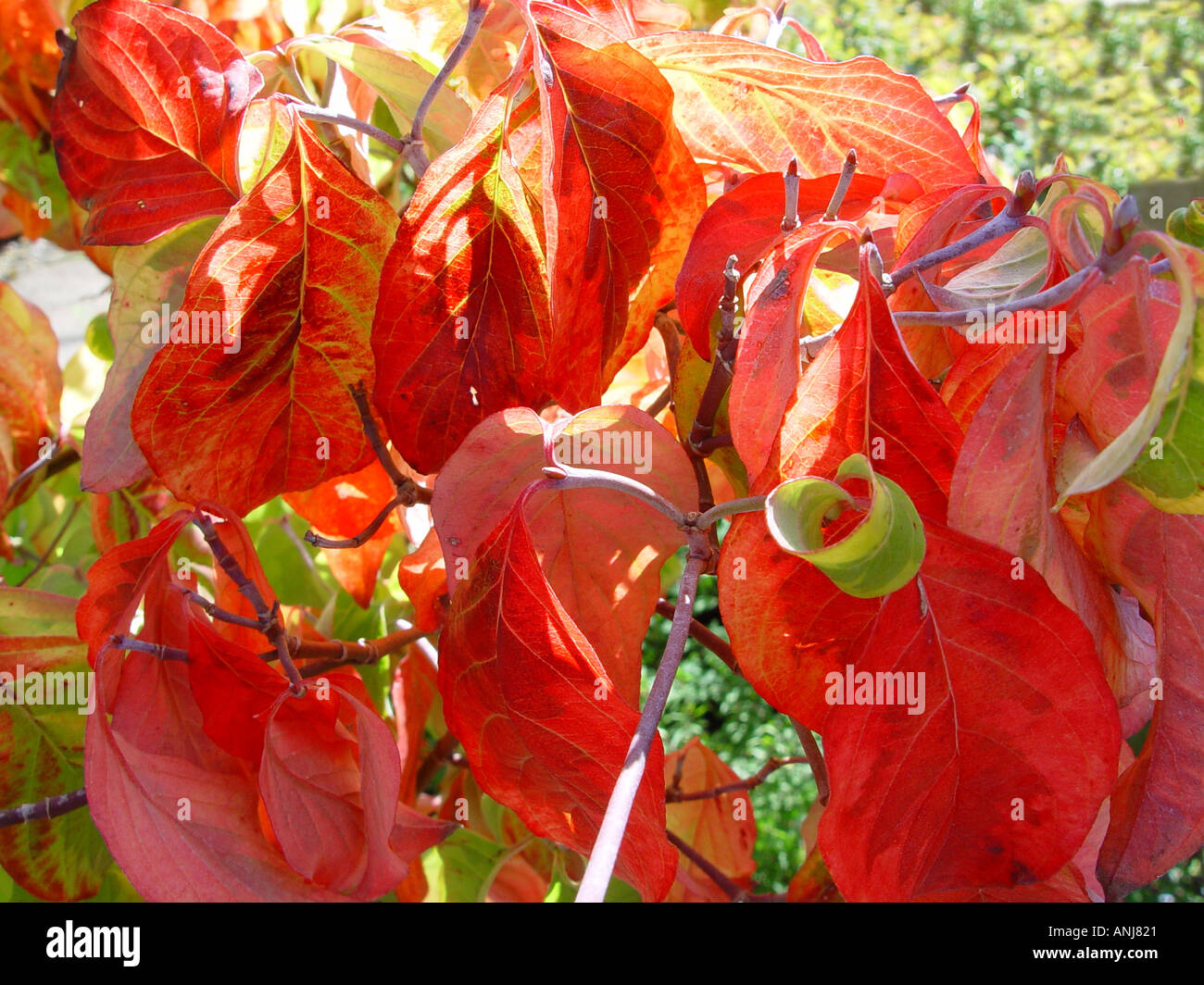 Cornus florida Autumn foliage Stock Photo - Alamy