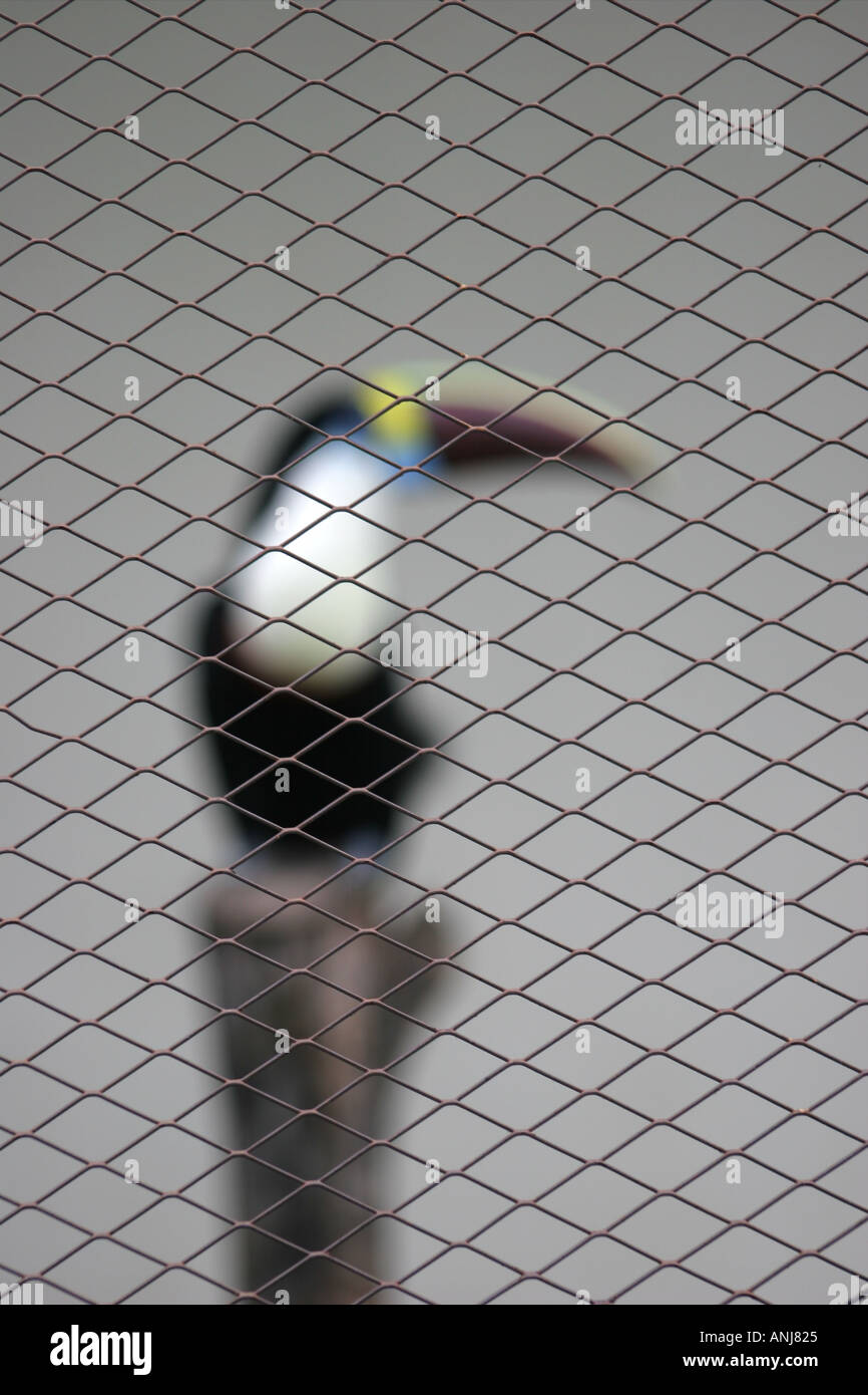 Caged bird hi-res stock photography and images - Alamy
