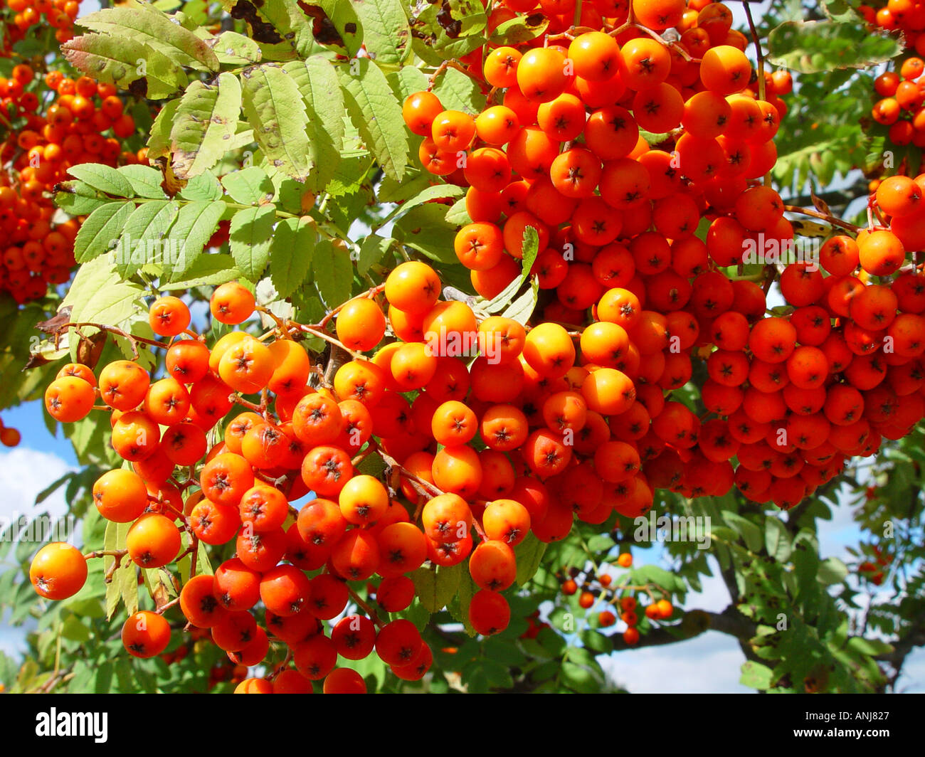 Sorbus aucuparia autumn berries red Stock Photo - Alamy