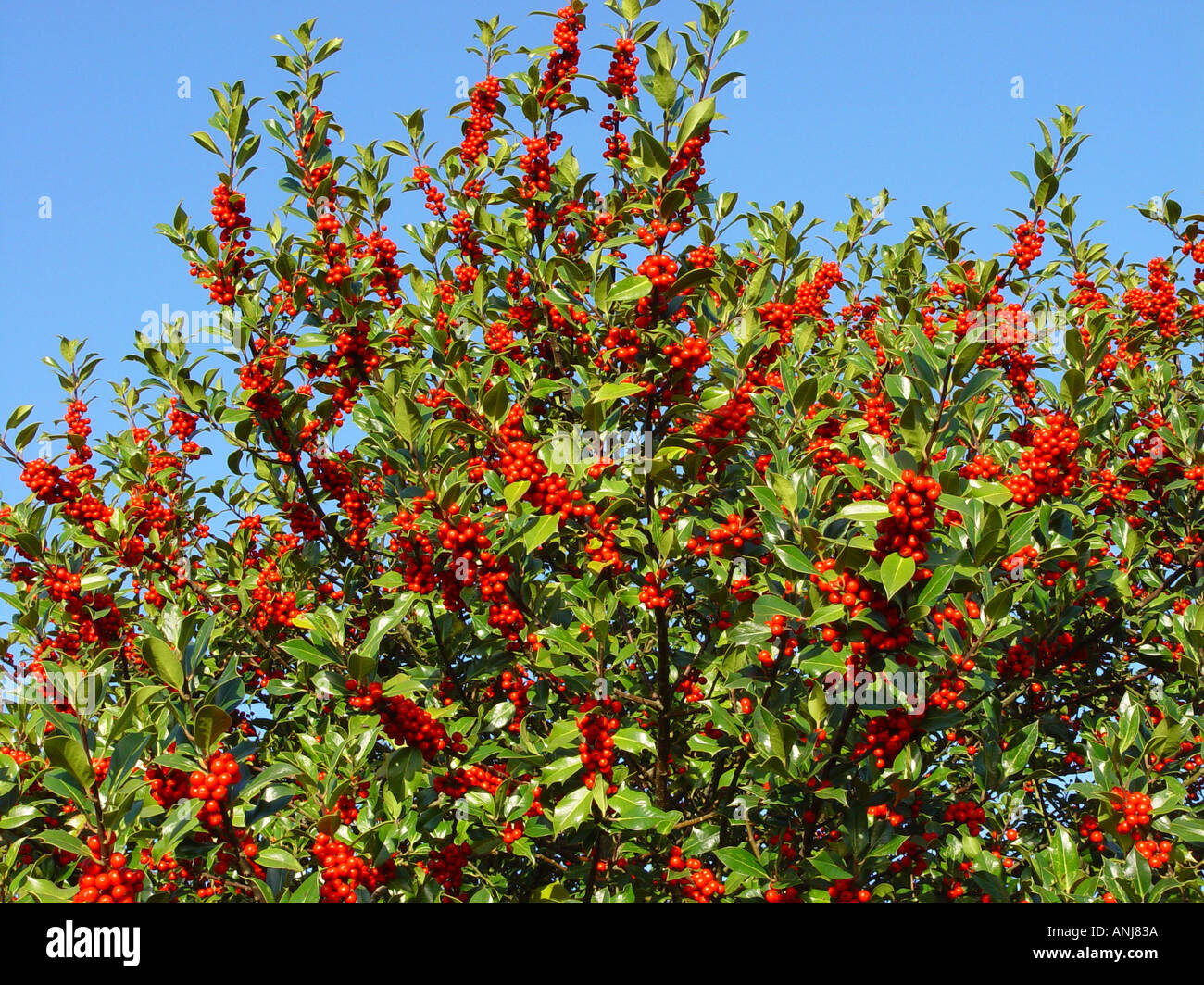Ilex x altaclerensis Camelliifolia Stock Photo - Alamy