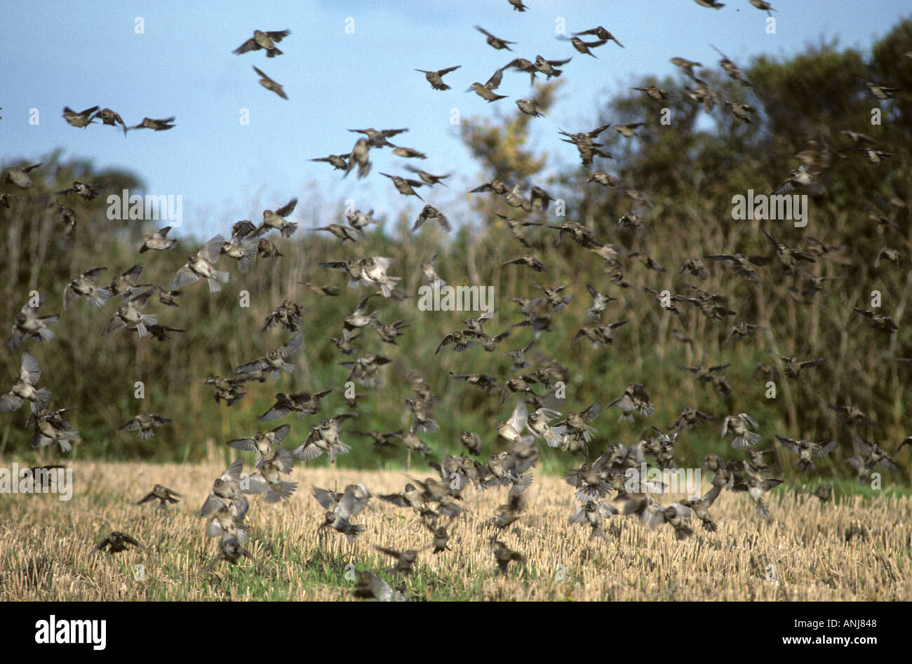 Passer domesticus gardens farming agriculture finch flock habitat hi ...