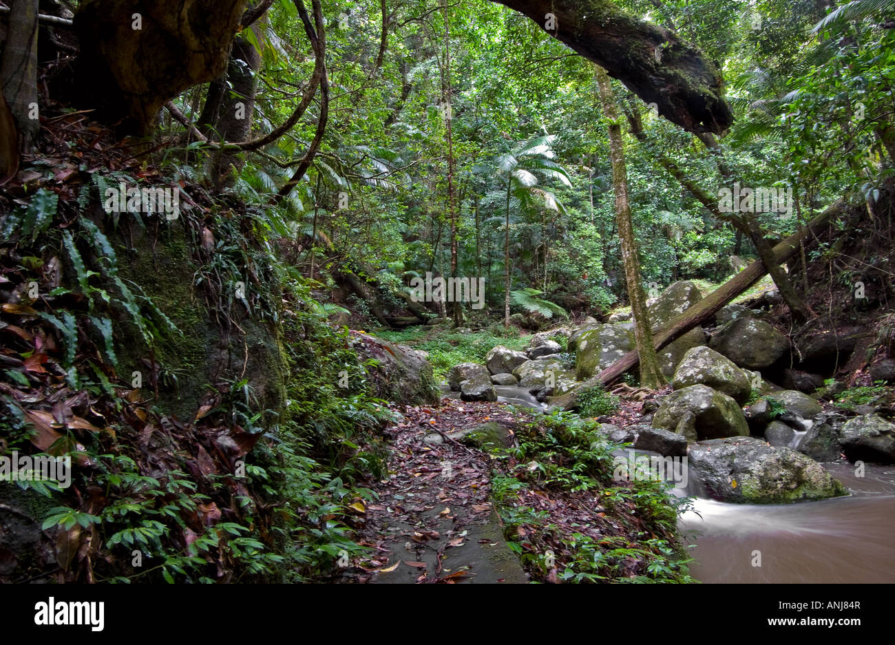 beuatiful rainforest of the world heritage listed border ranges ...