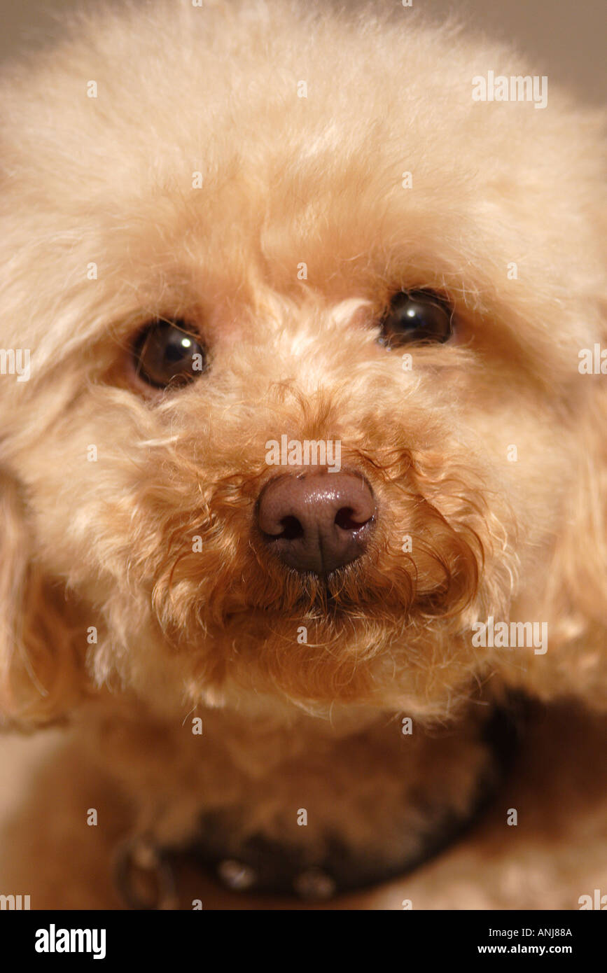 toy poodle face Stock Photo - Alamy