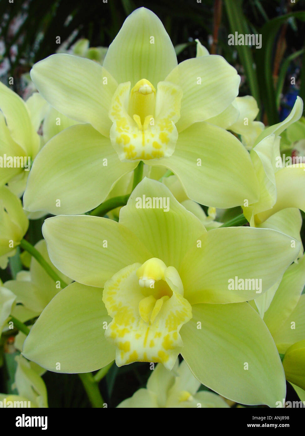 Cymbidium Pale Yellow Orchid Stock Photo - Alamy