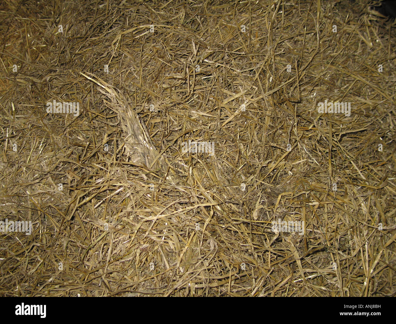 Haylage horse hi-res stock photography and images - Alamy