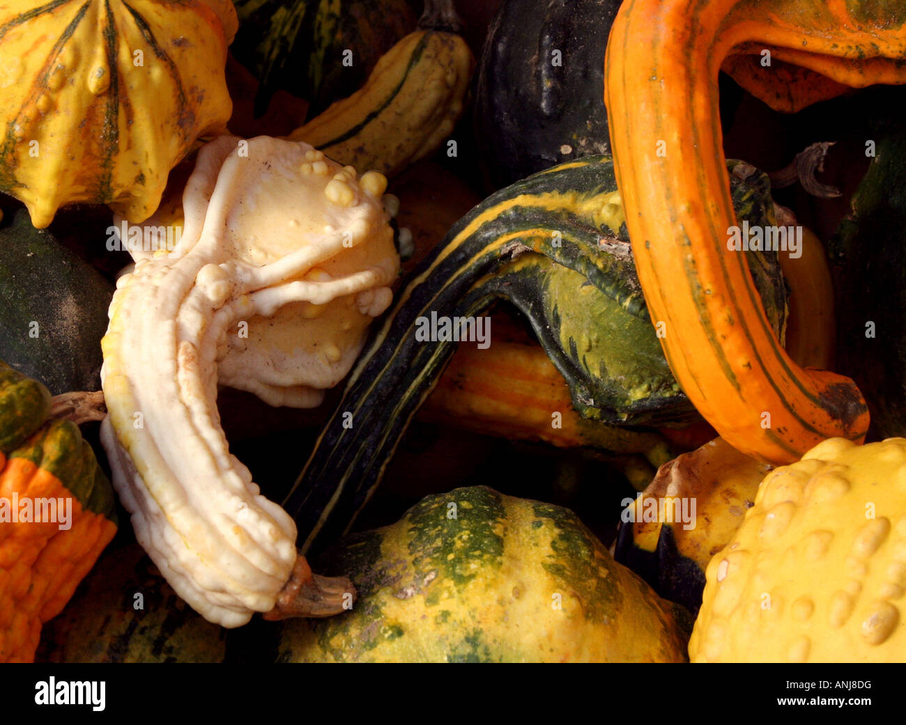 group of gourds Stock Photo - Alamy