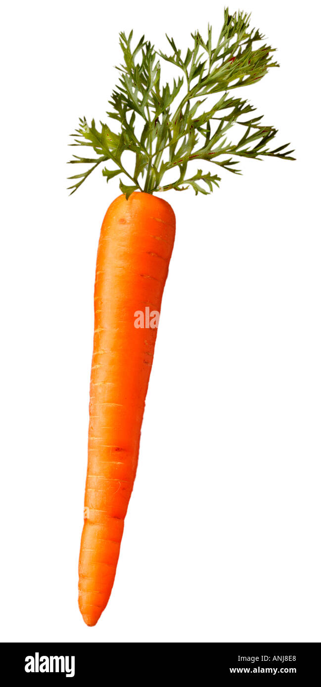 SINGLE CARROT ON WHITE Stock Photo - Alamy