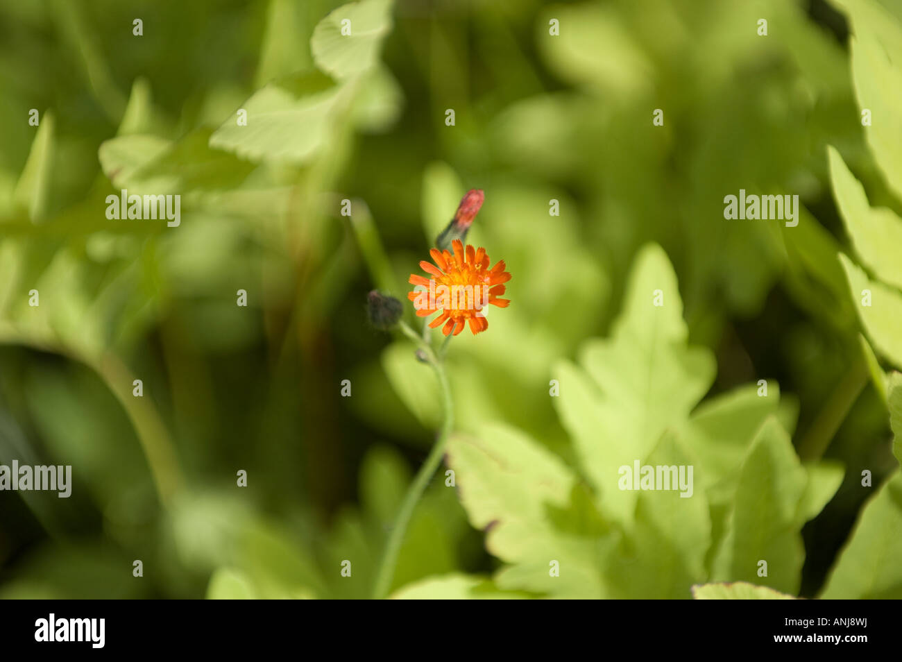 Orange Hawkweed flower Stock Photo - Alamy