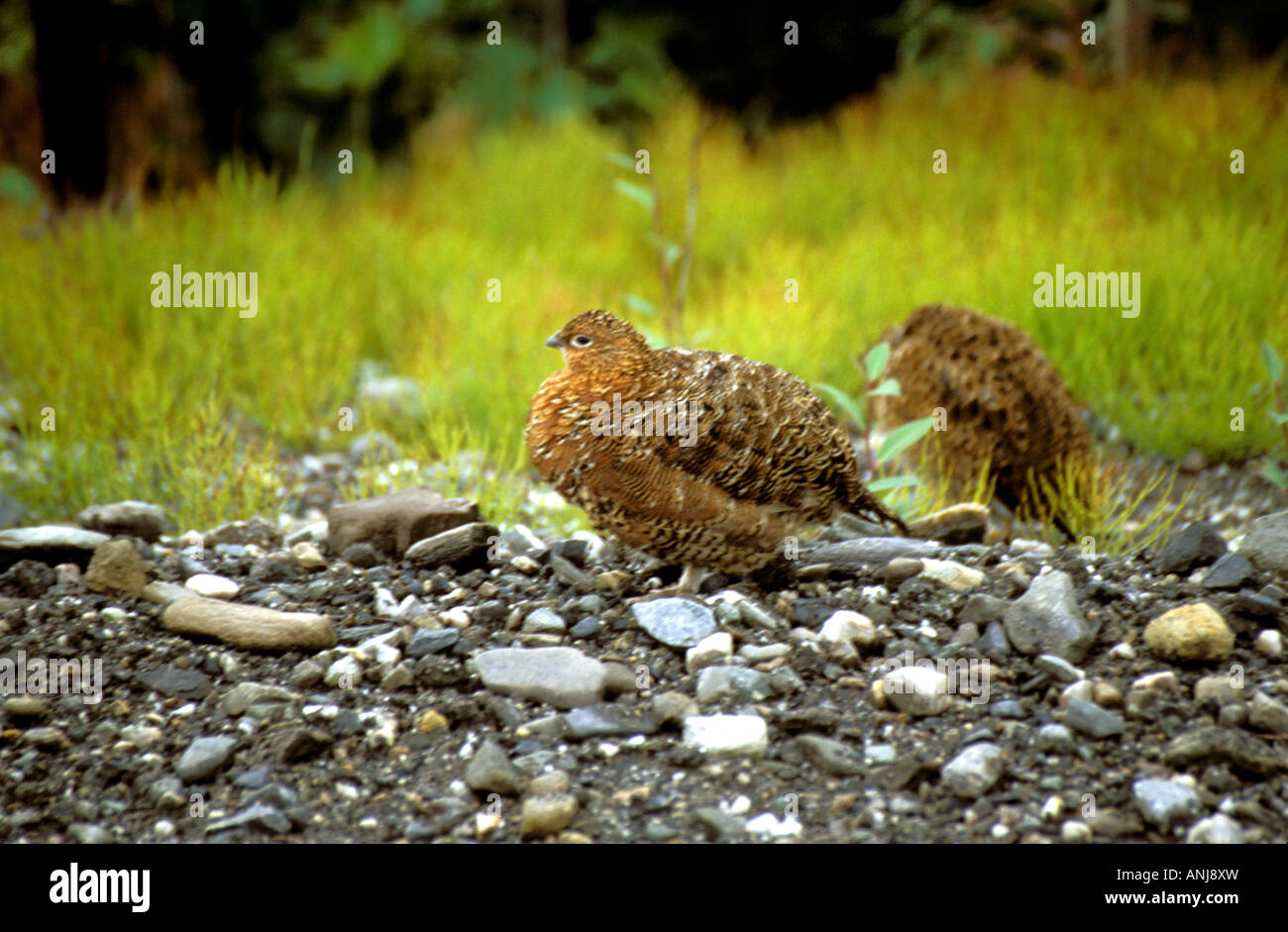 AK Alaska Denali National Park Ptarmigan bird wildlife birdlife ...