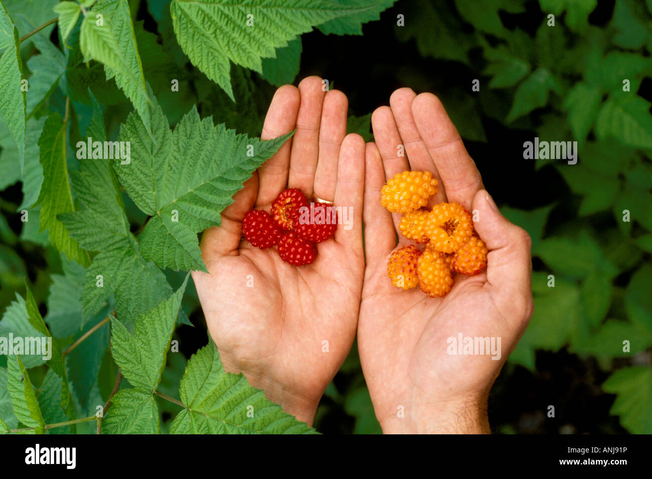 AK Alaska Denali National Park Salmon Berries Stock Photo - Alamy
