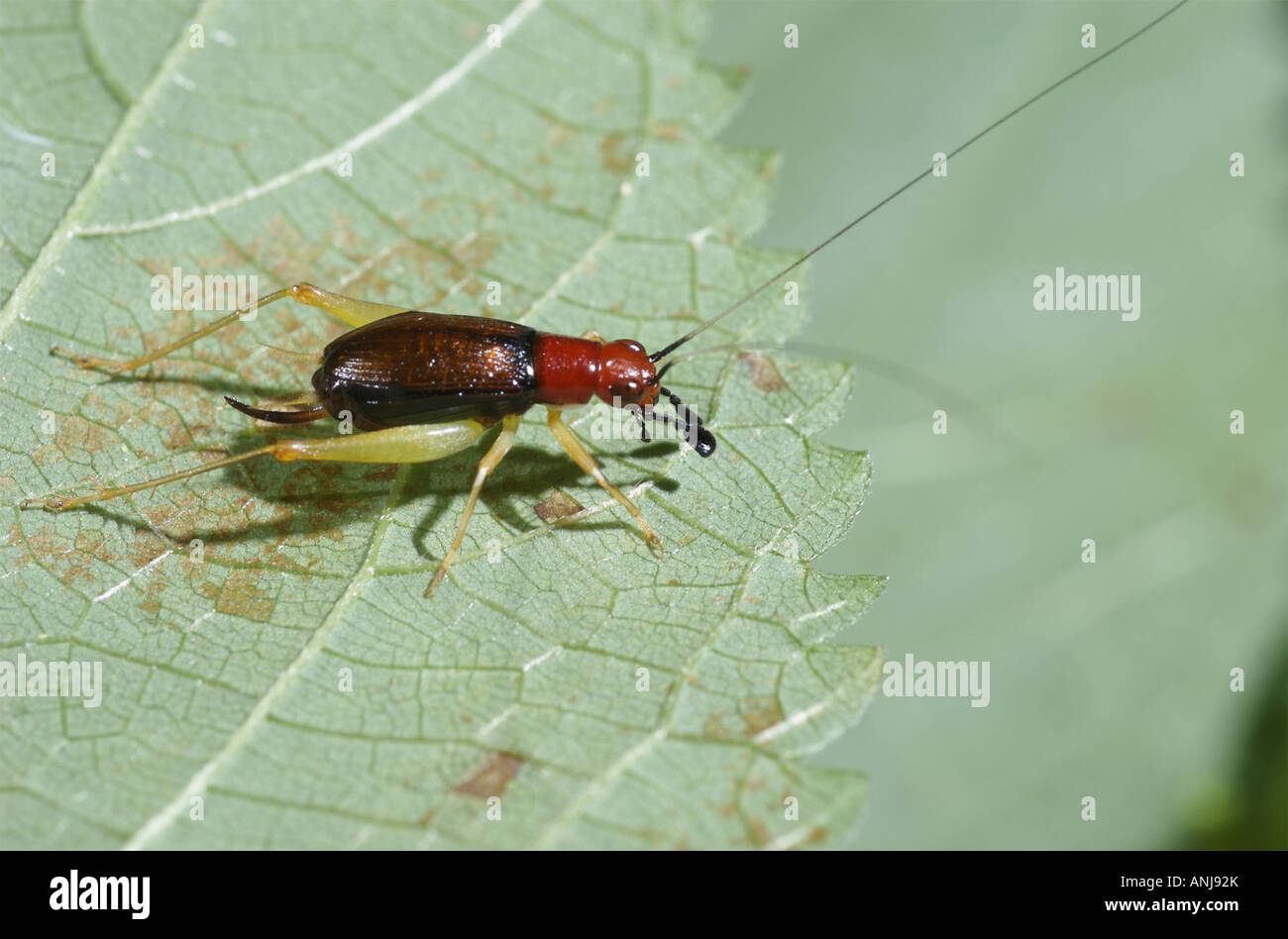 Red headed Bush Cricket, adult female. Phyllopalpus pulchellus Stock ...