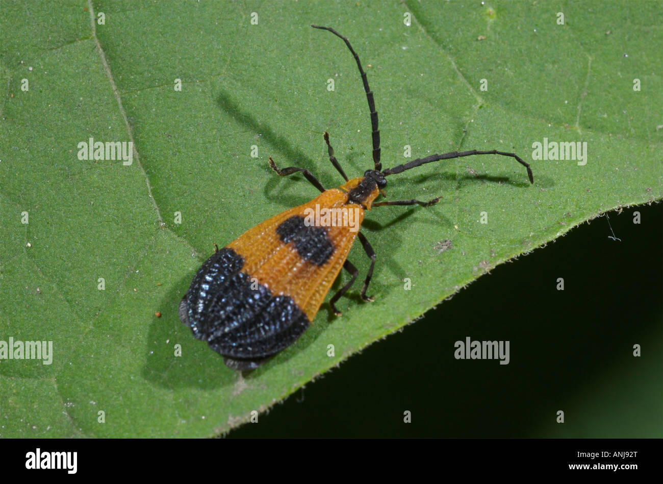 Calopteron reticulatum Banded Net wing beetle Stock Photo - Alamy