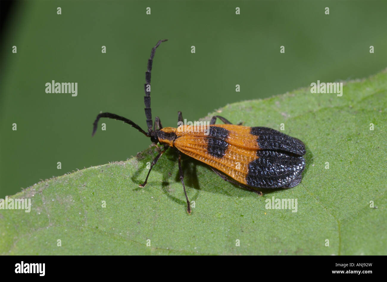 Calopteron reticulatum Banded Net wing beetle Stock Photo - Alamy