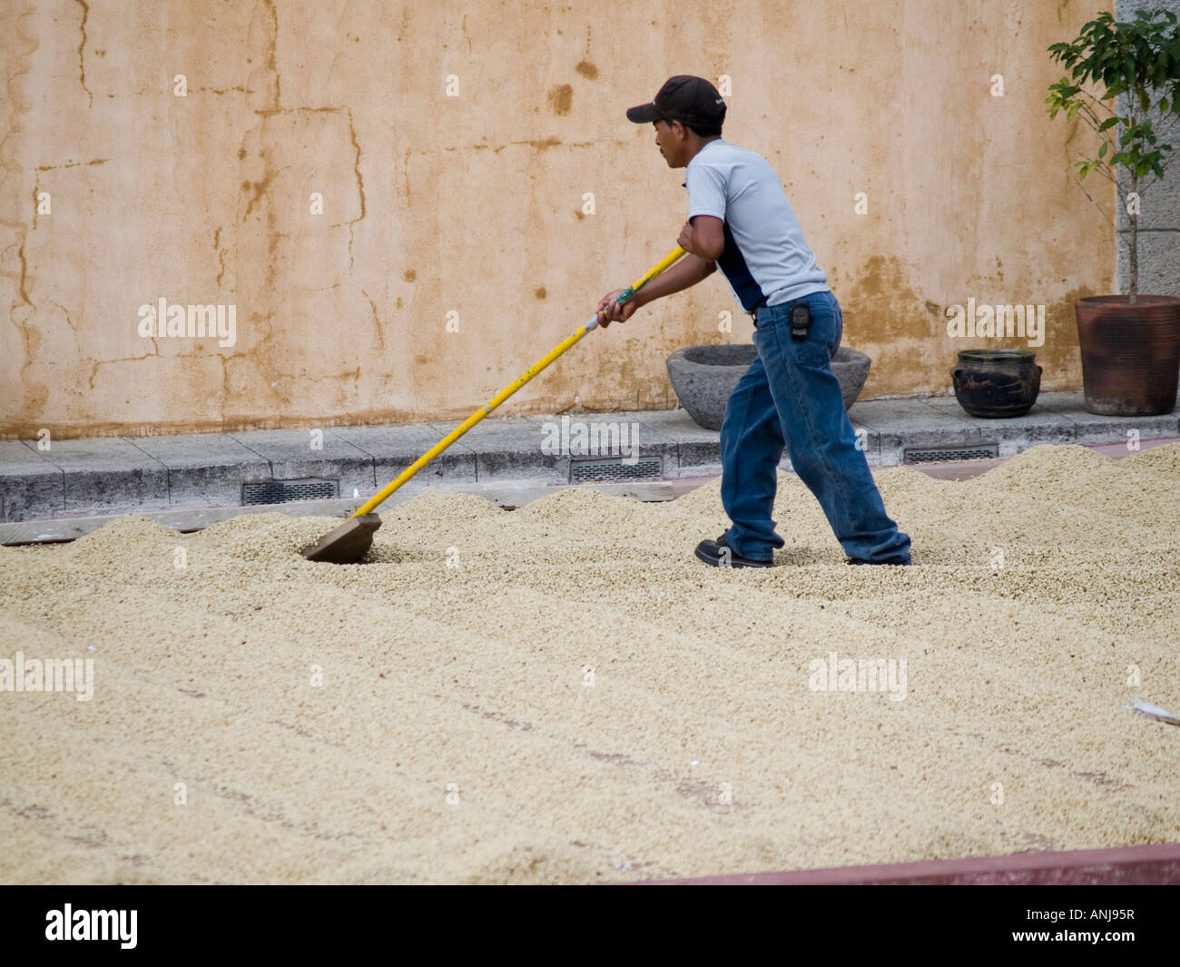 Raked beans hi-res stock photography and images - Alamy