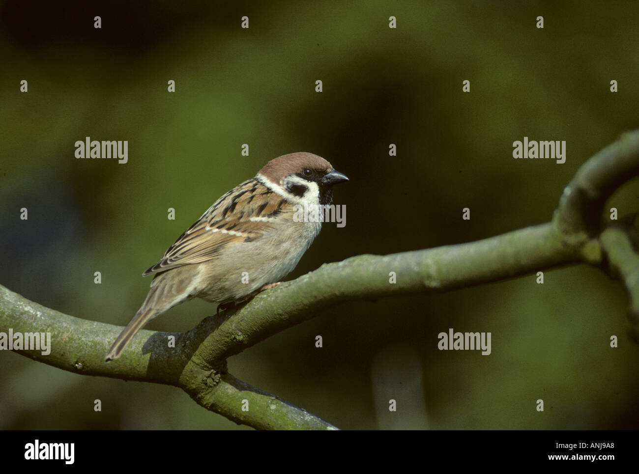 tree sparrow perched on branch Stock Photo - Alamy