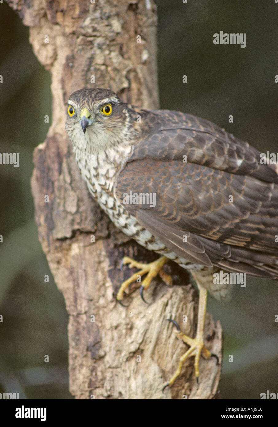 Sparrowhawk talons hi-res stock photography and images - Alamy