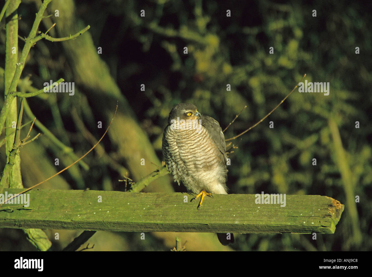 Accipiter nisus raptor talons bird of prey uk wildlife hi-res stock ...