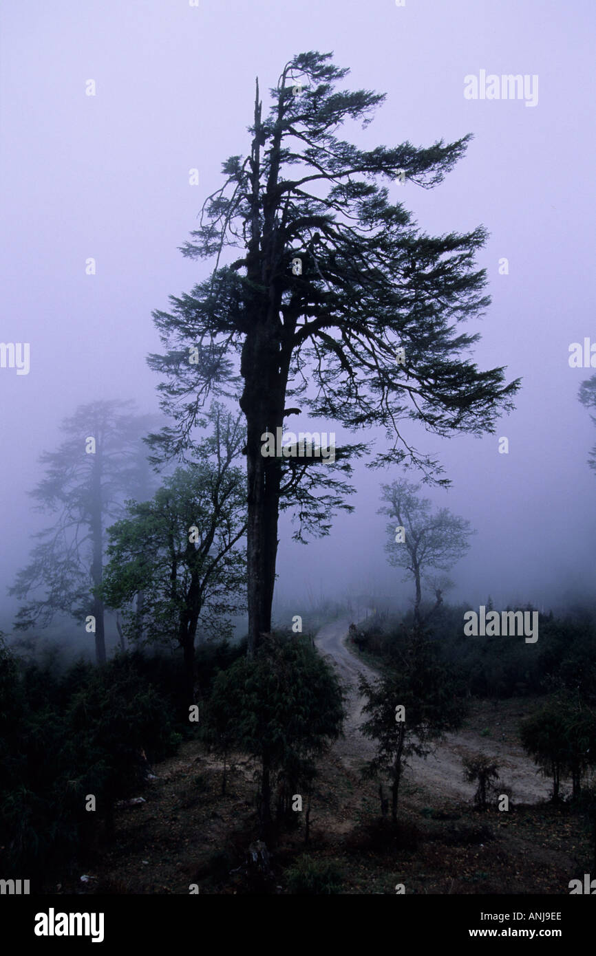 A fur tree is isolated in this Bhutanese landscape Stock Photo - Alamy