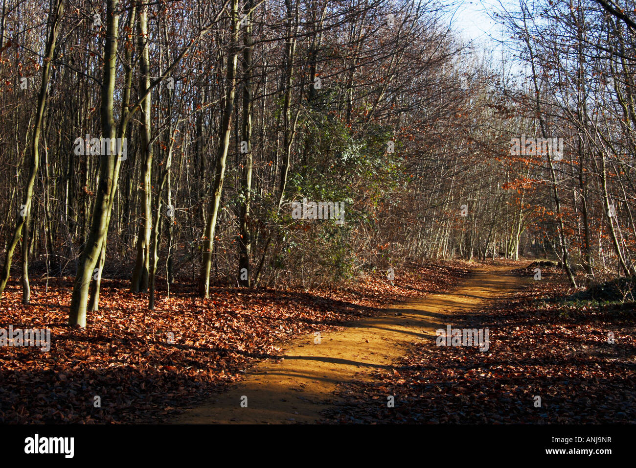 Woodland path in winter sunlight Stock Photo - Alamy