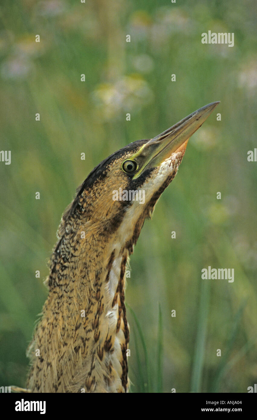 Bittern beak eyes hi-res stock photography and images - Alamy