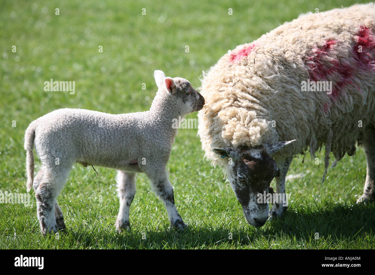 lamb with mother Stock Photo - Alamy