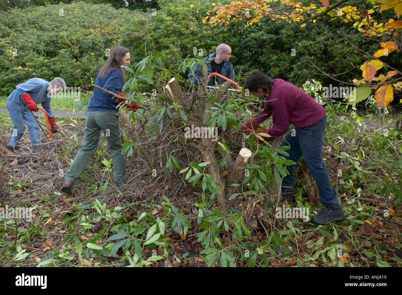 conservation volunteers clearing a patch of waste ground Stock Photo ...