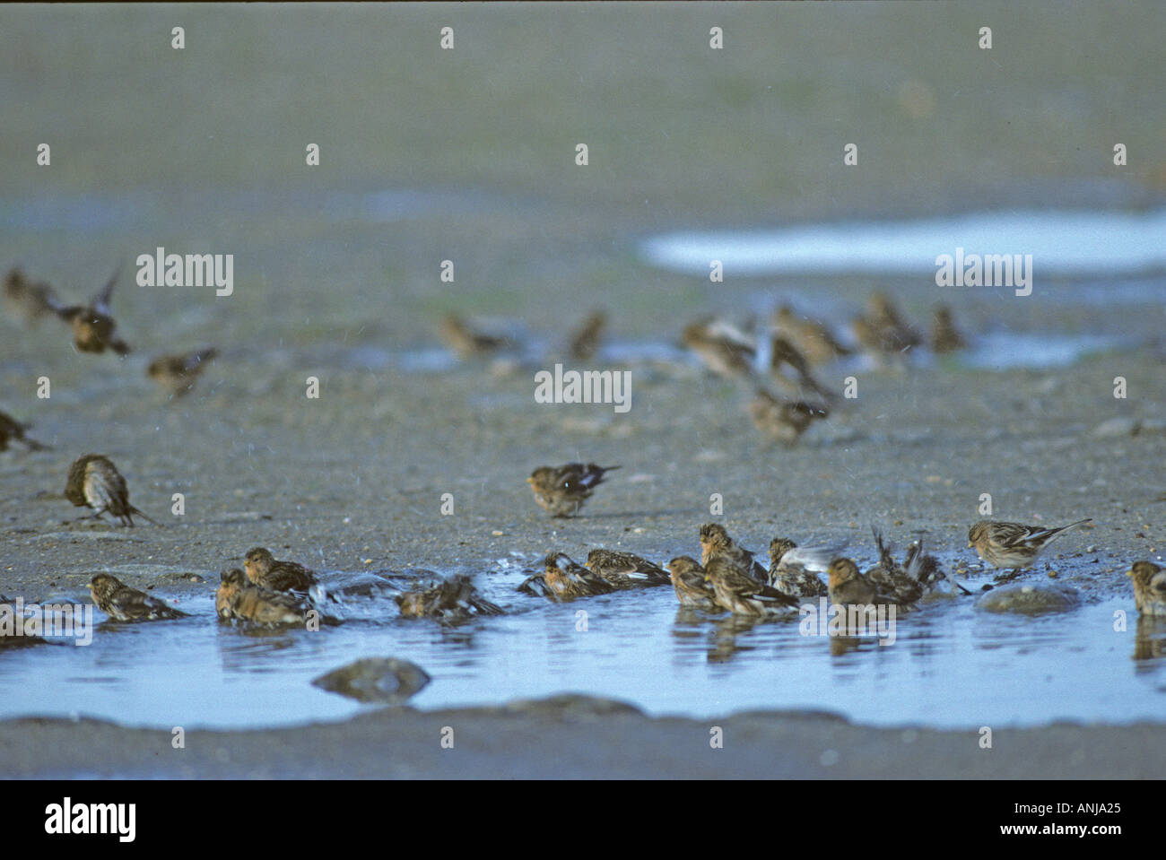 Twite flock bathing in puddle Stock Photo - Alamy