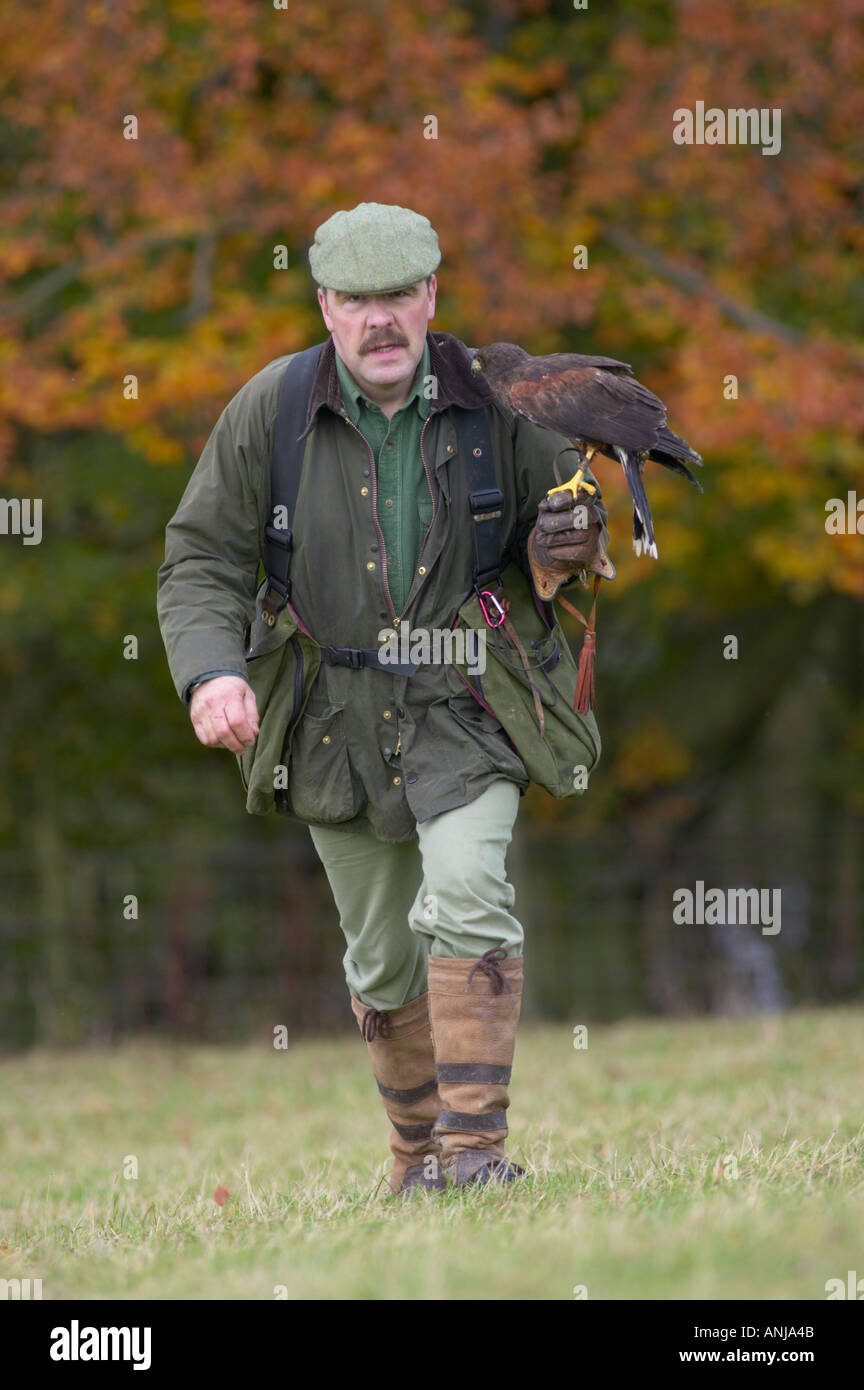 Falconer hunting with Harris Hawk Stock Photo - Alamy