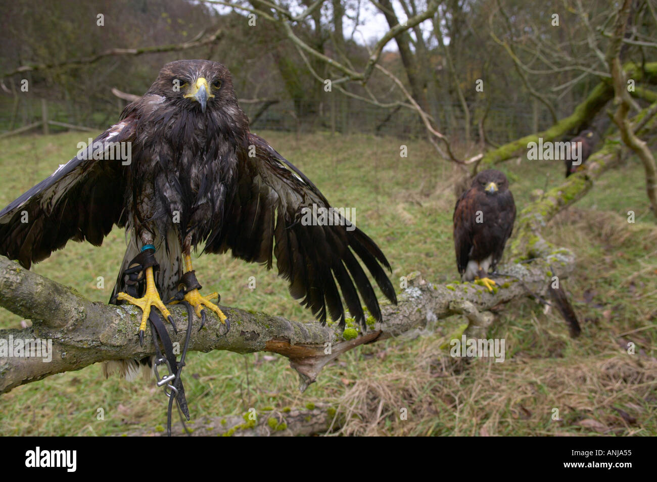 Harris Hawk after chasing a duck into water Stock Photo - Alamy